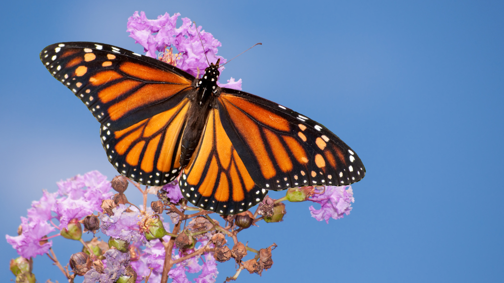 Emilee Morrison - Extension Agent, Agriculture - Consumer Horticulture